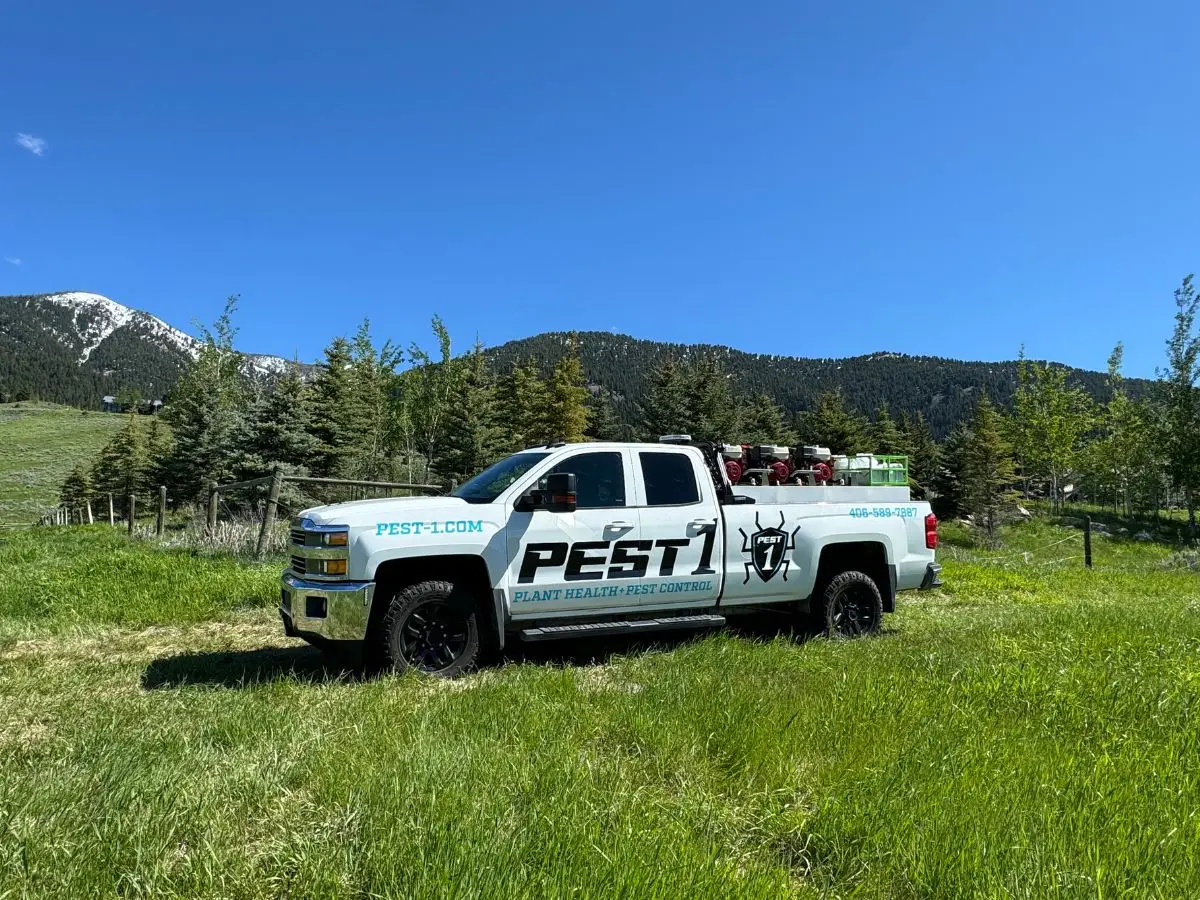 Interior Pest Control - Pest 1